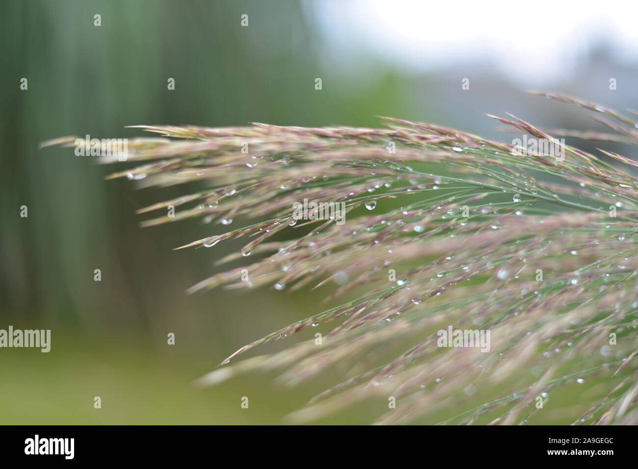 Dead reed leaves hi-res stock photography and images - Alamy
