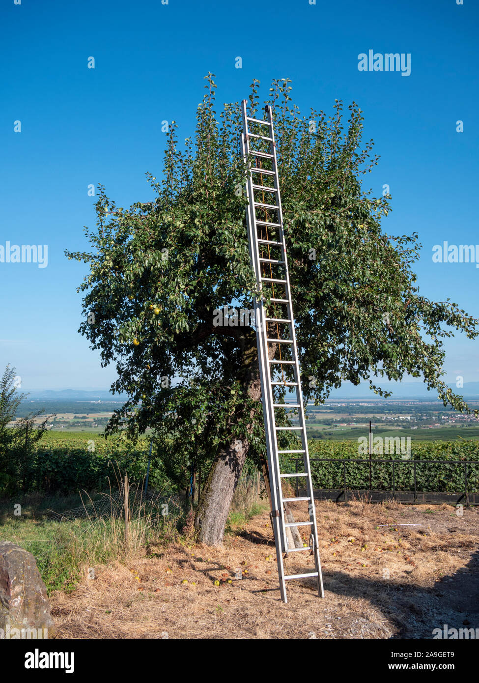 Pear tree with ladder hi-res stock photography and images - Alamy
