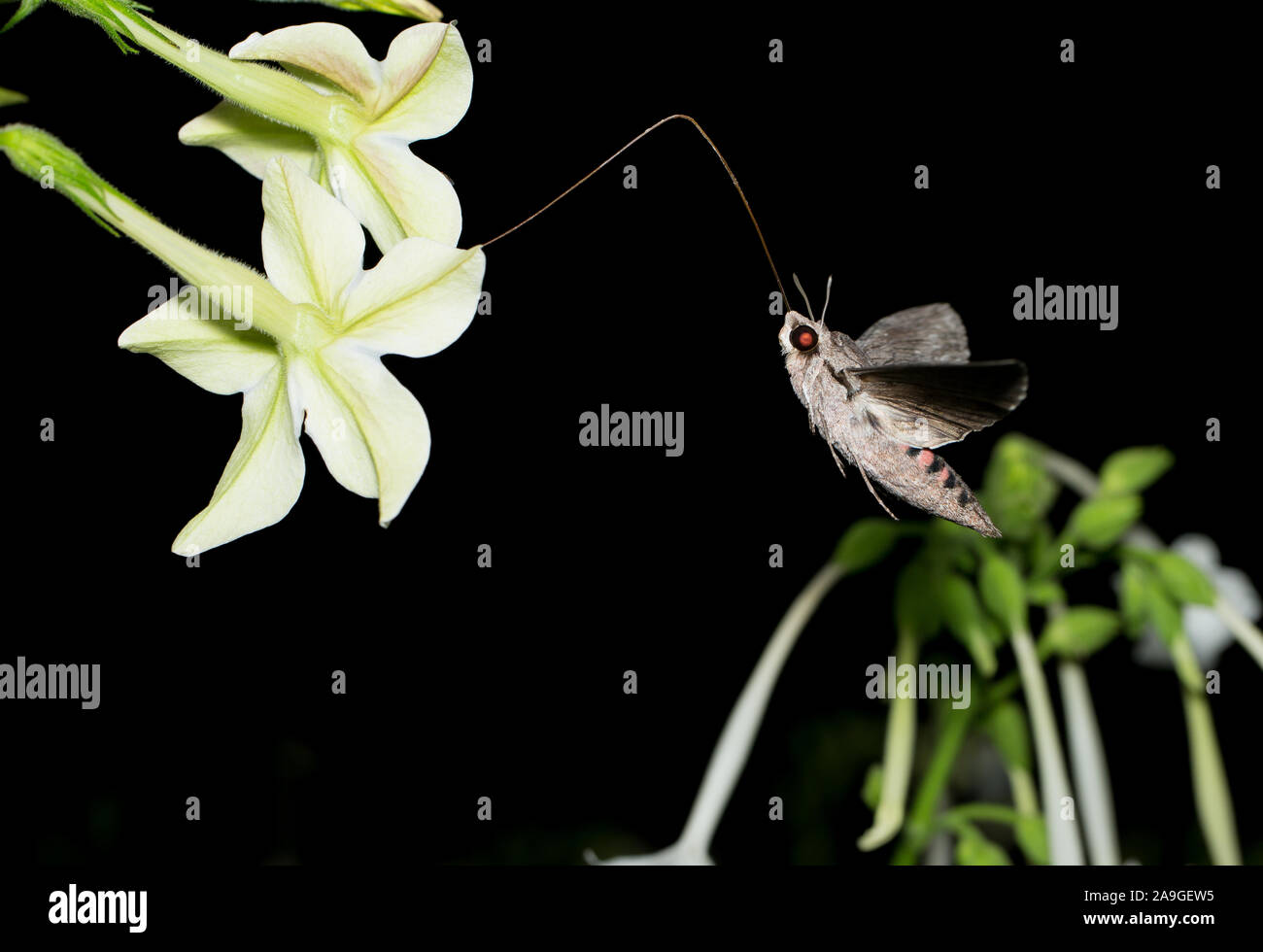 Convolvulus hawk-moth in flight and feeding Stock Photo - Alamy