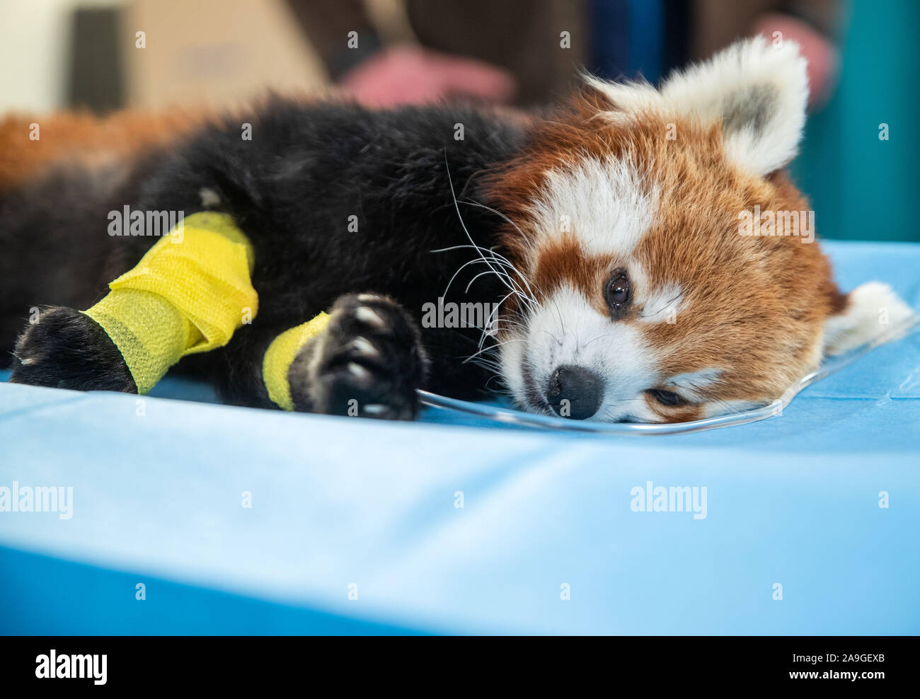 Emaciating hi-res stock photography and images - Alamy