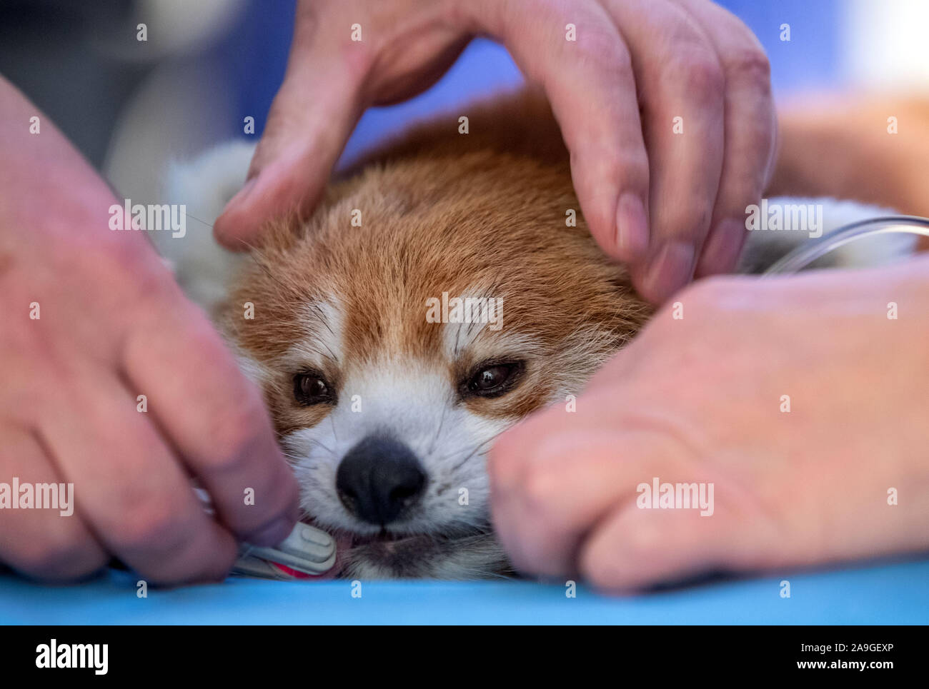 Emaciating hi-res stock photography and images - Alamy