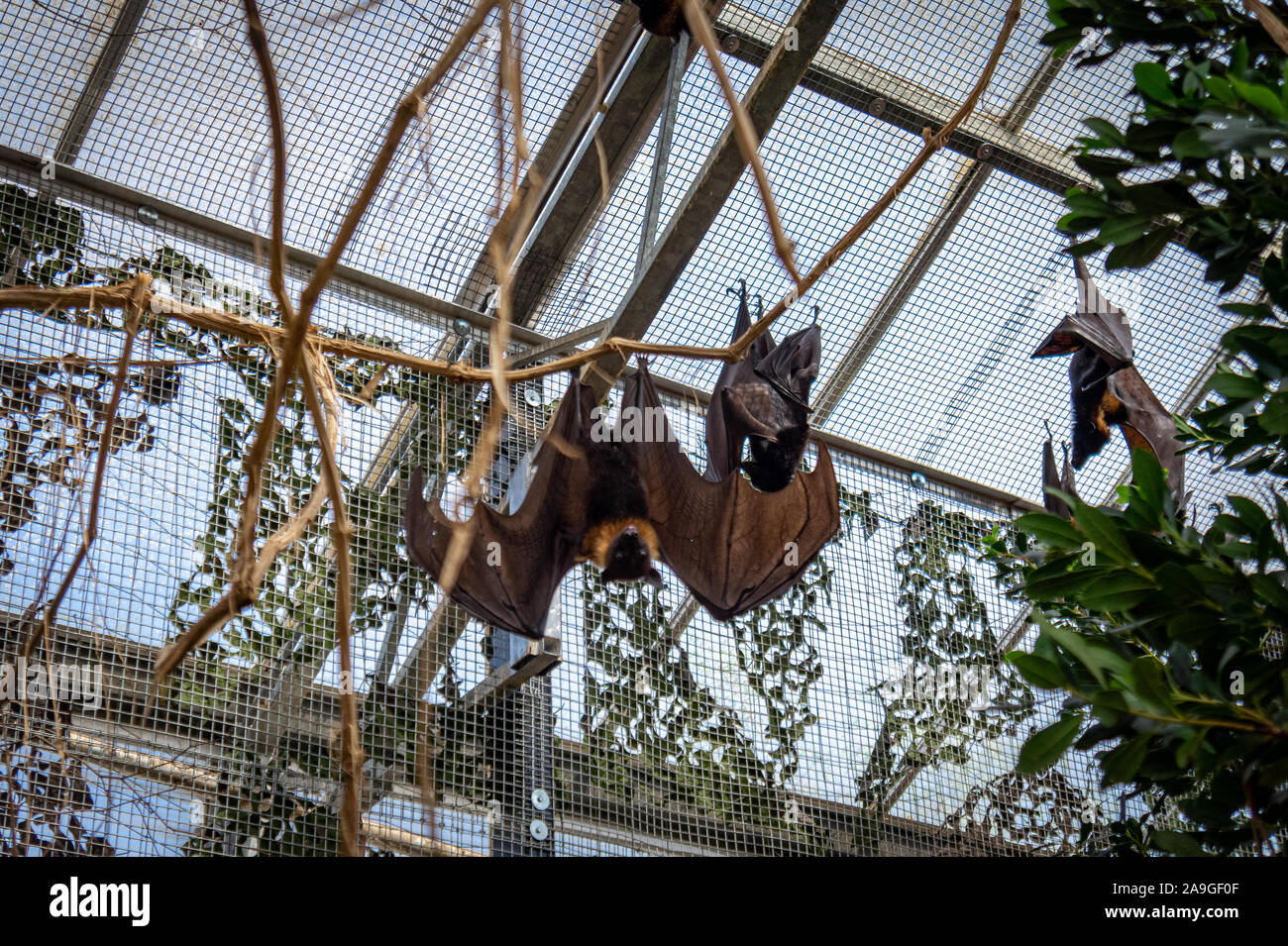 Hanging bat that spreads its wings Stock Photo - Alamy