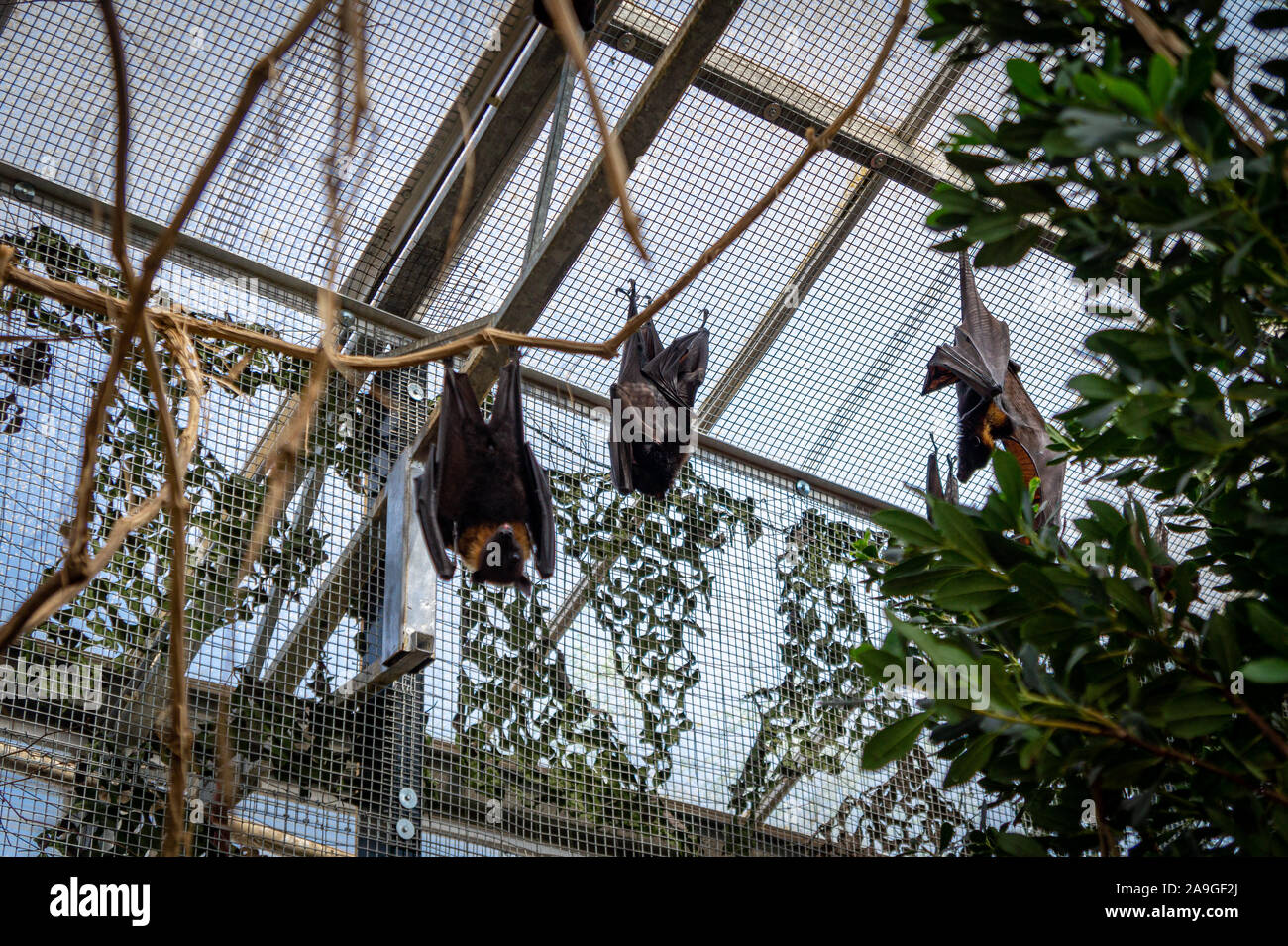 Bats flying at camera hi-res stock photography and images - Alamy