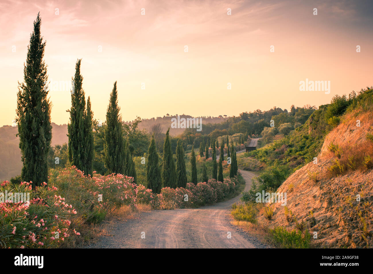 Typical tuscan curved road lined with cypresses Stock Photo - Alamy