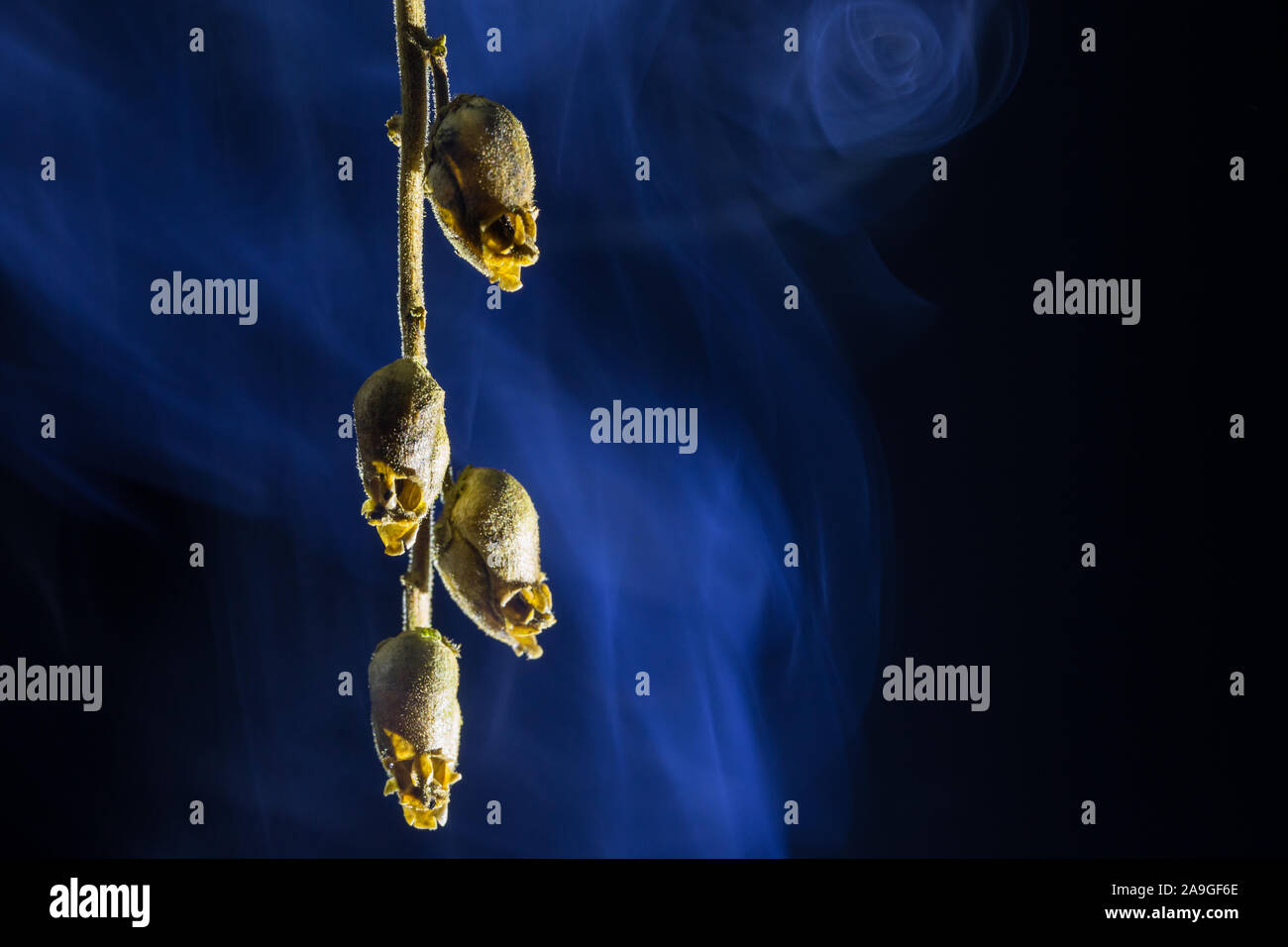 Snapdragon seed pods hi-res stock photography and images - Alamy