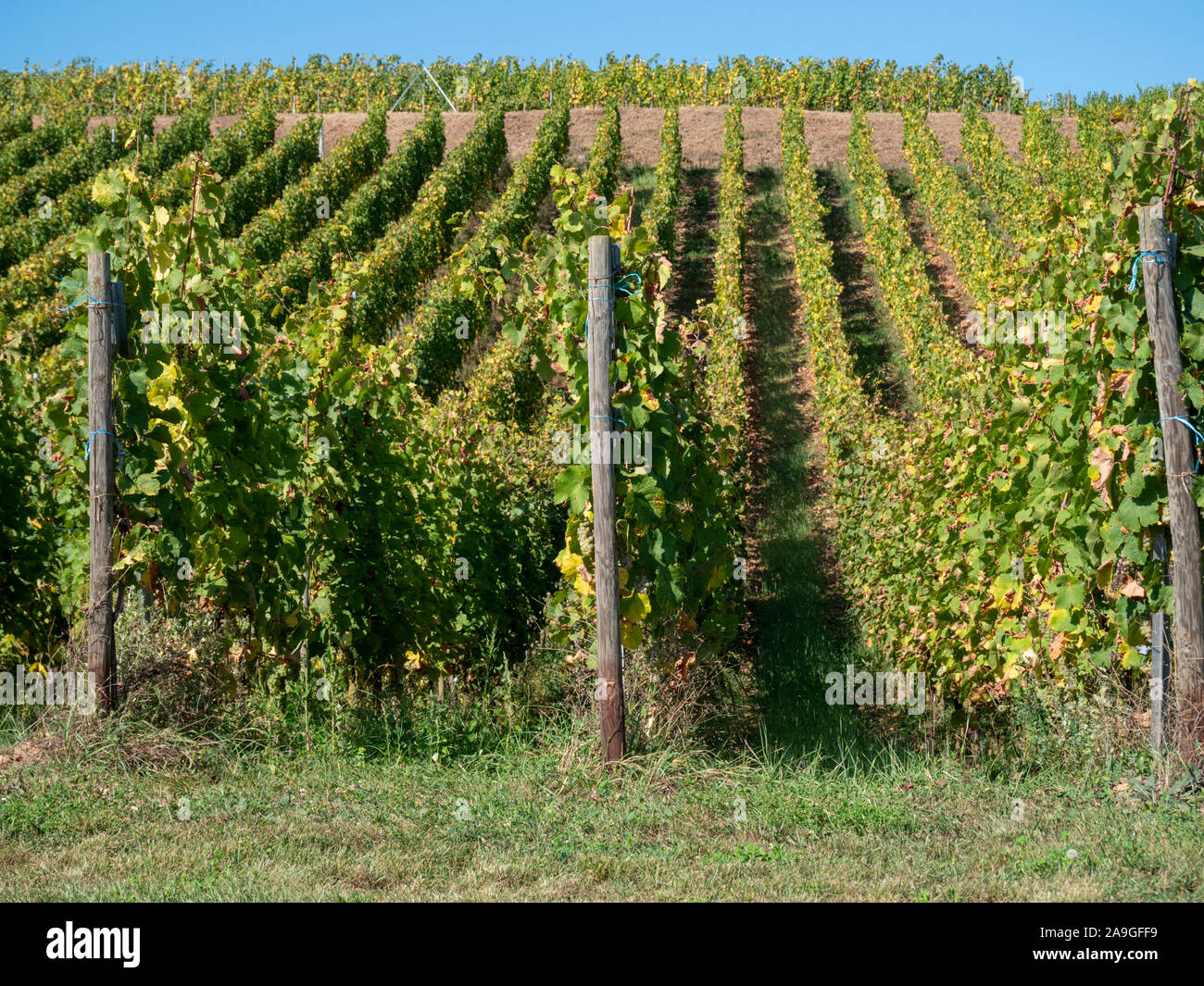 Vineyards around Eguisheim in the Alsace wine region France Europe ...
