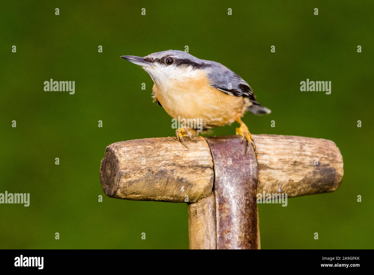 A foraging European nuthatch in autumn in mid Wales Stock Photo - Alamy