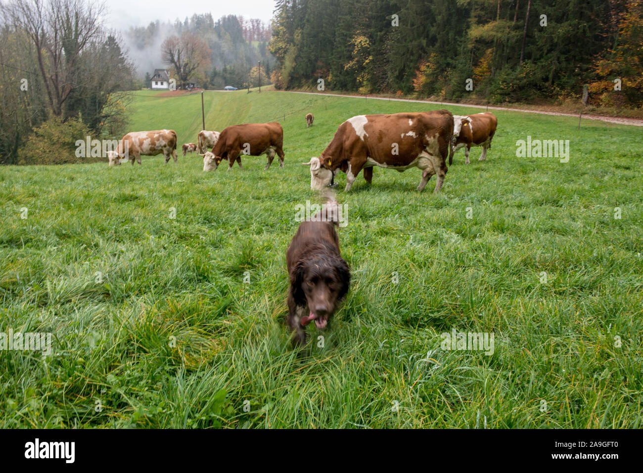 RINDERHERDE IM HERBSTNEBEL . HERD OF CATTLES IN AUTMN Stock Photo - Alamy