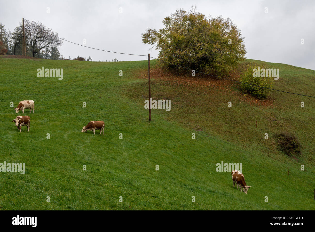 RINDERHERDE IM HERBSTNEBEL . HERD OF CATTLES IN AUTMN Stock Photo - Alamy
