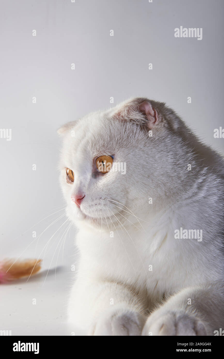 Cat with folded ear hi-res stock photography and images - Alamy