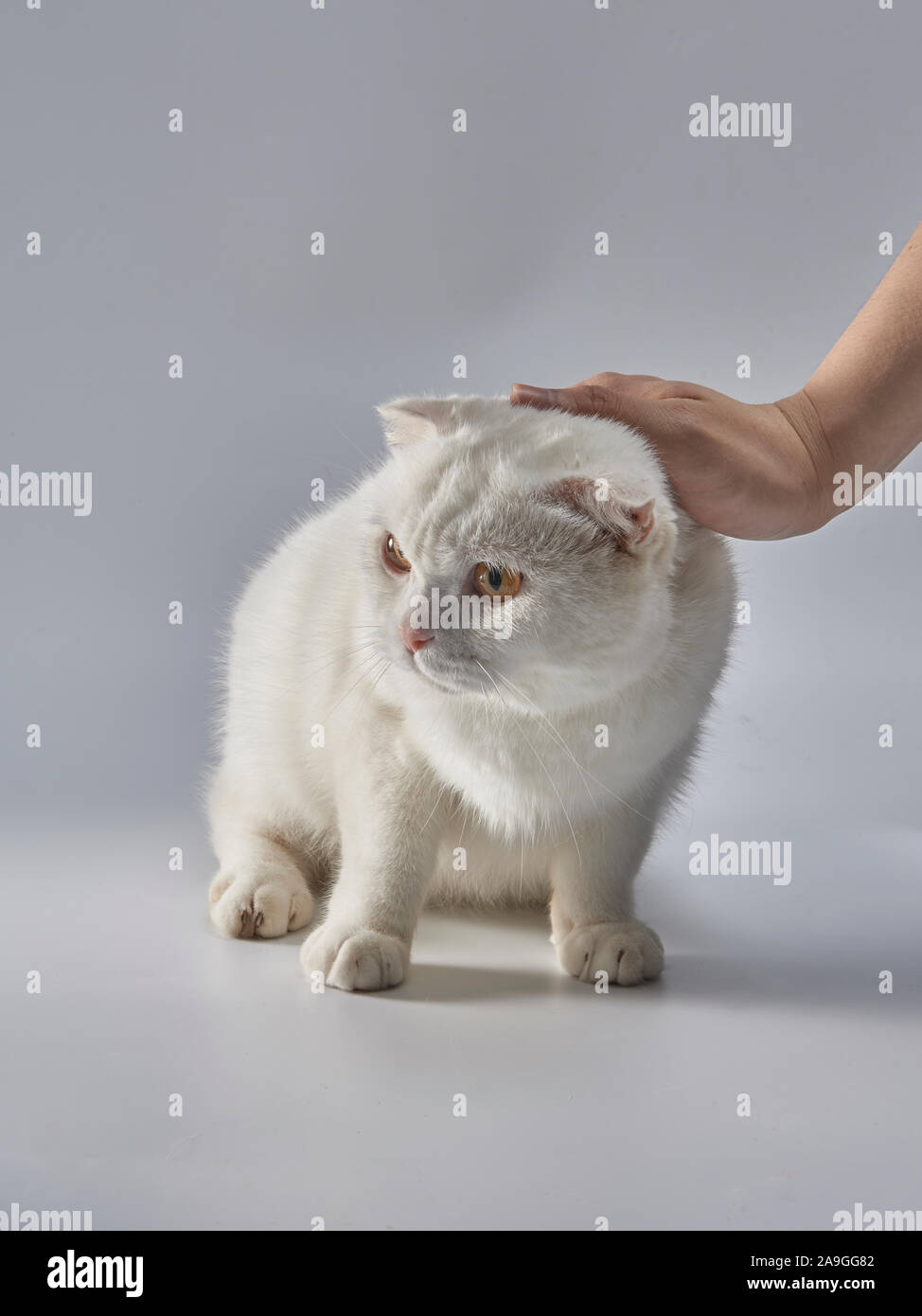 Cute white British short-hair cat, folded ear cat Stock Photo - Alamy