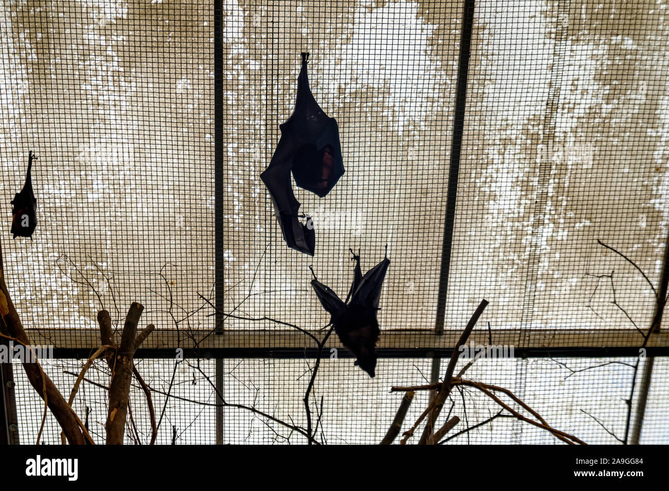 Silhouettes of bats in the shadows close up Stock Photo - Alamy