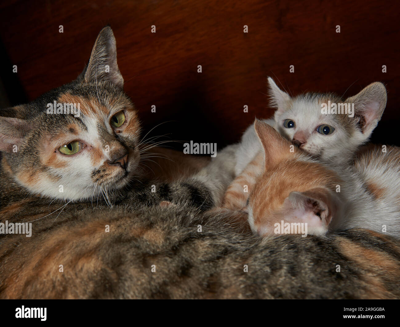 Mother cat and cute kitten Stock Photo - Alamy