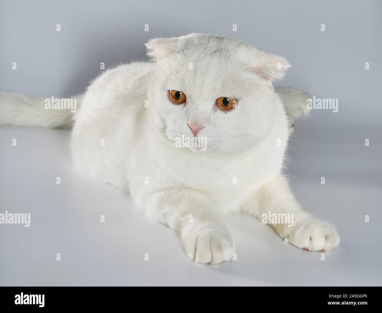 Cute white British short-hair cat, folded ear cat Stock Photo - Alamy