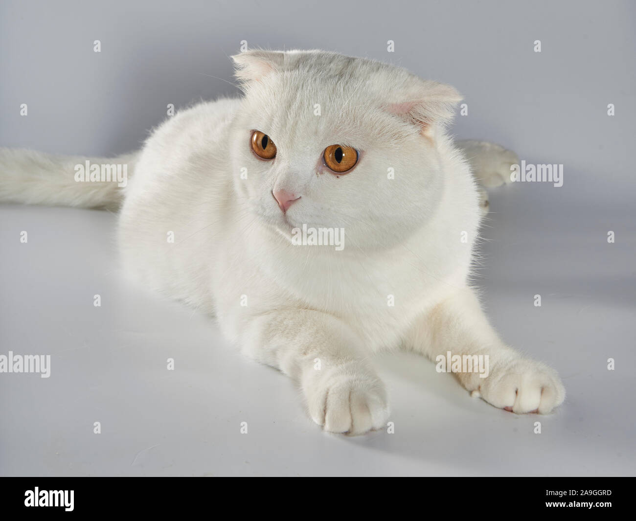 Cute white British short-hair cat, folded ear cat Stock Photo - Alamy