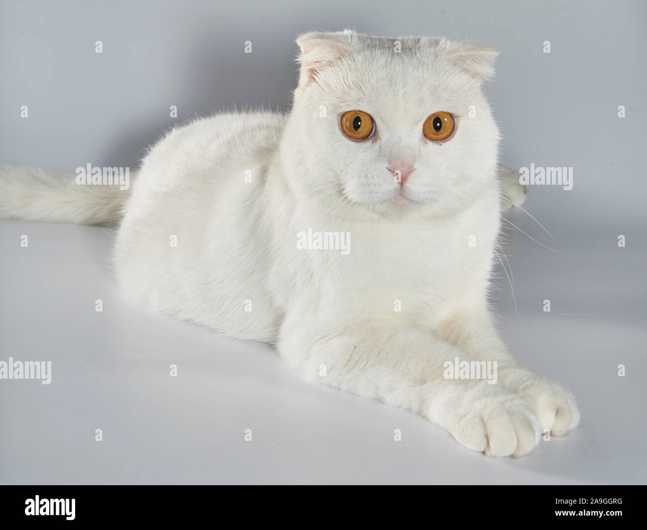 Cute white British short-hair cat, folded ear cat Stock Photo - Alamy