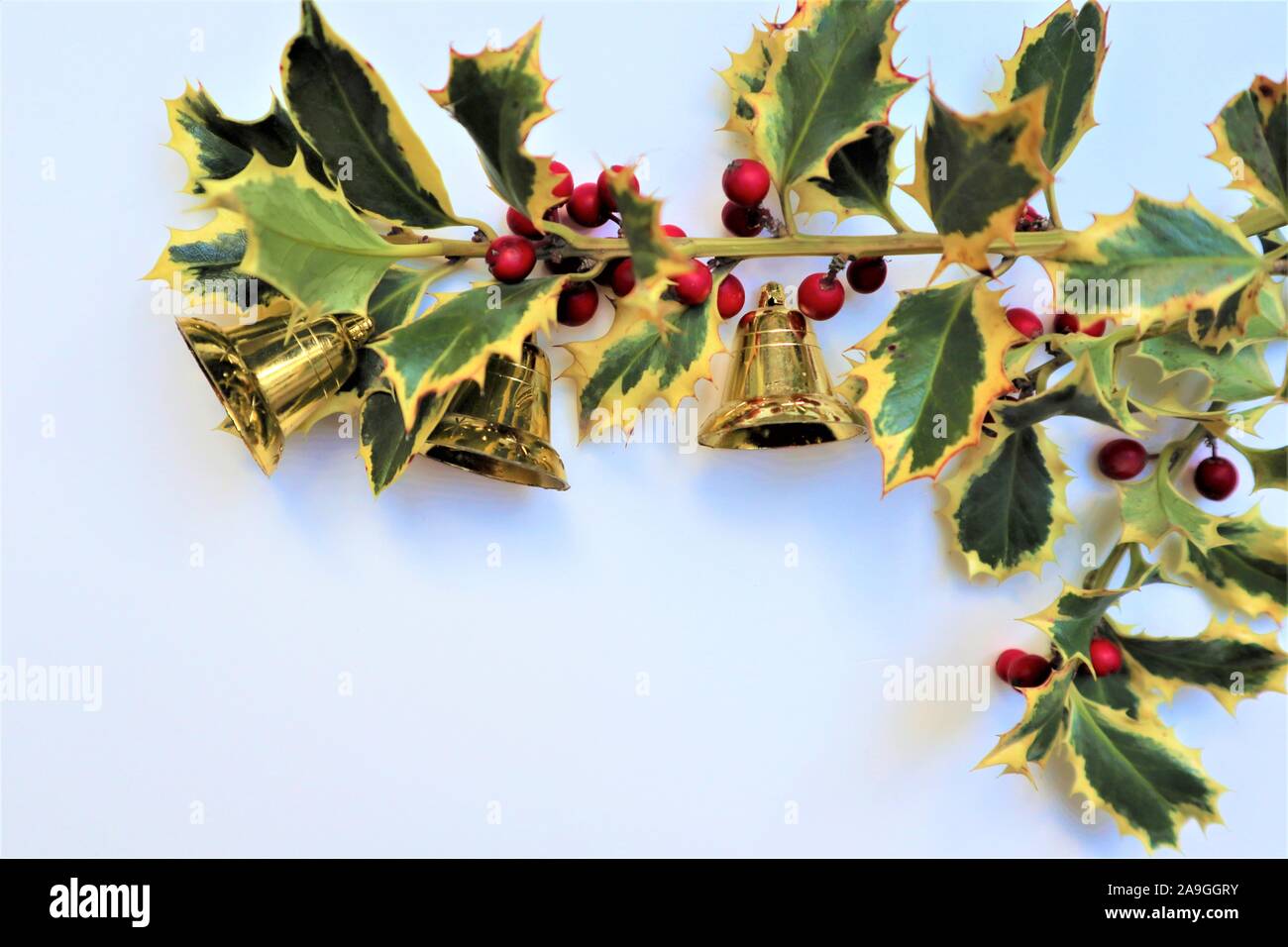 Christmas holly with red berries. Traditional festive decoration. Holly ...