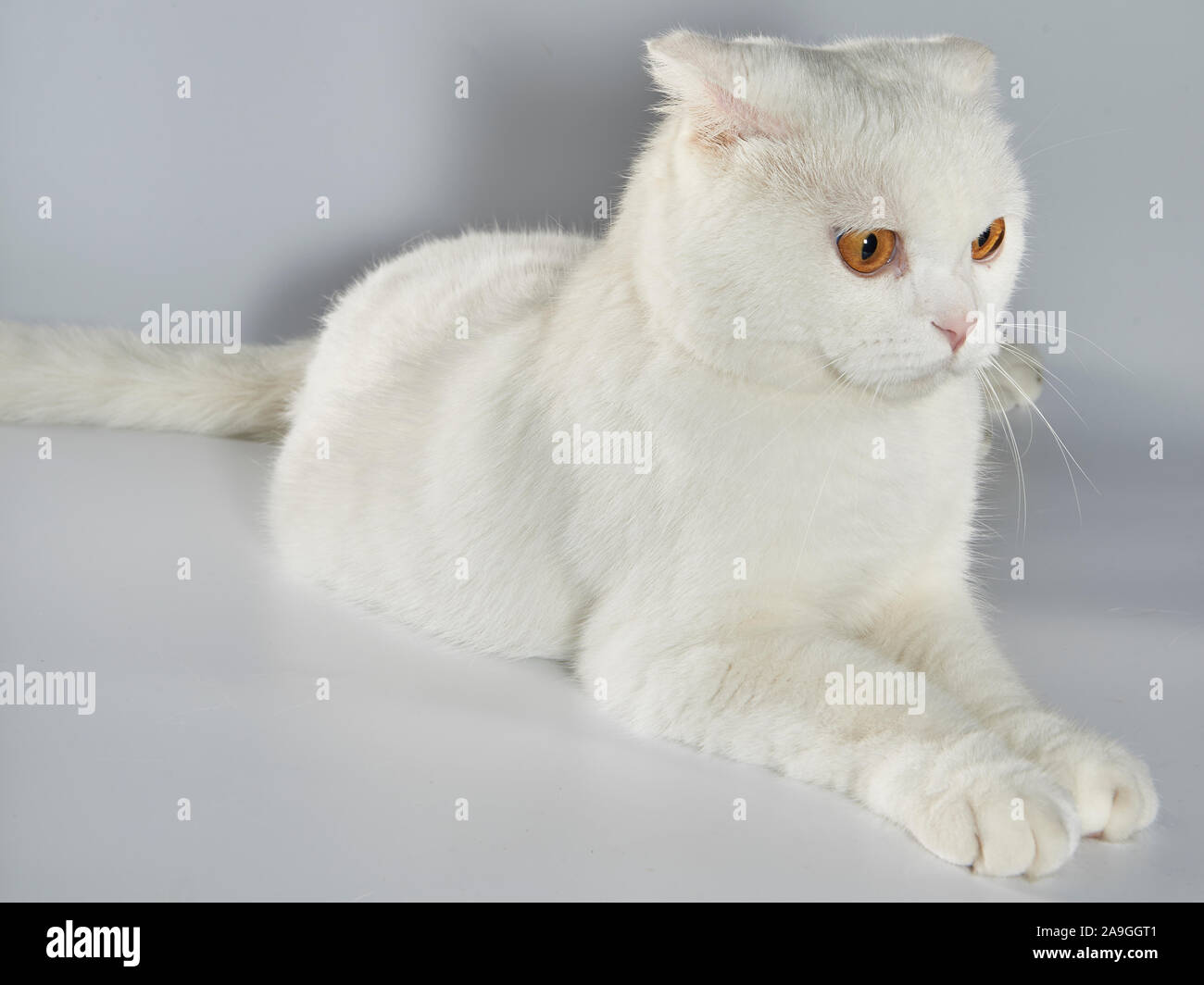 Cat with folded ear hi-res stock photography and images - Alamy