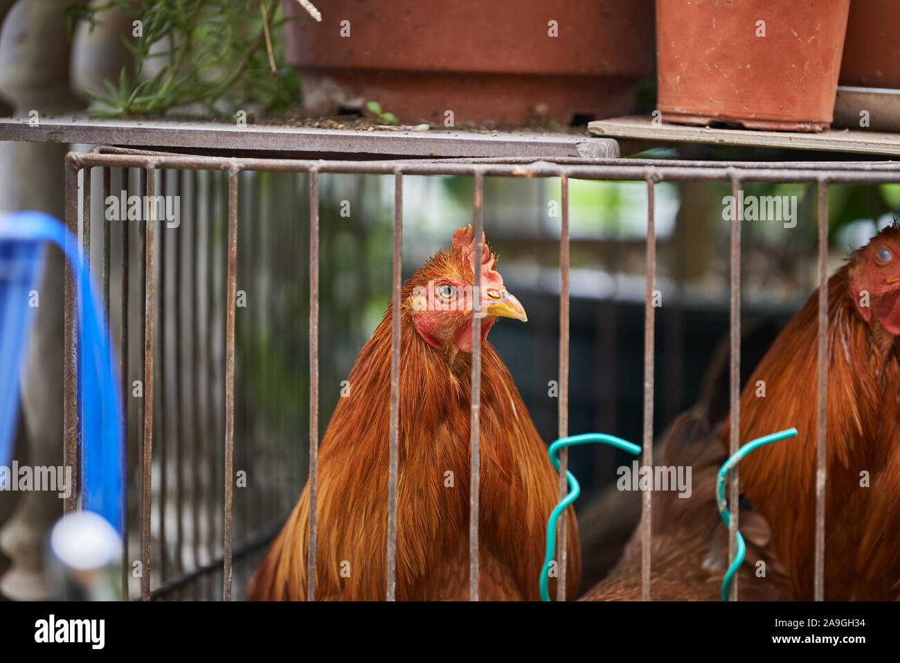 Rooster Face High Resolution Stock Photography and Images - Alamy