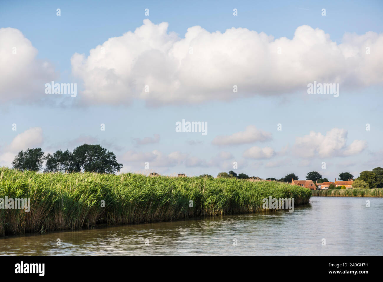 Reeds on the river bank, Norfolk Broads, UK Stock Photo - Alamy