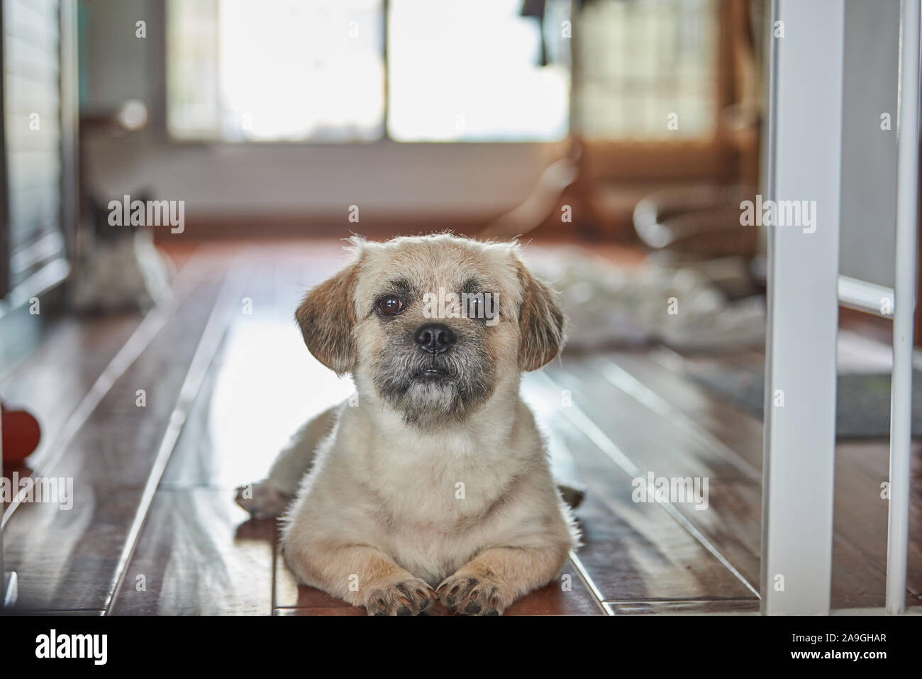 a cute puppy face close-up Stock Photo - Alamy