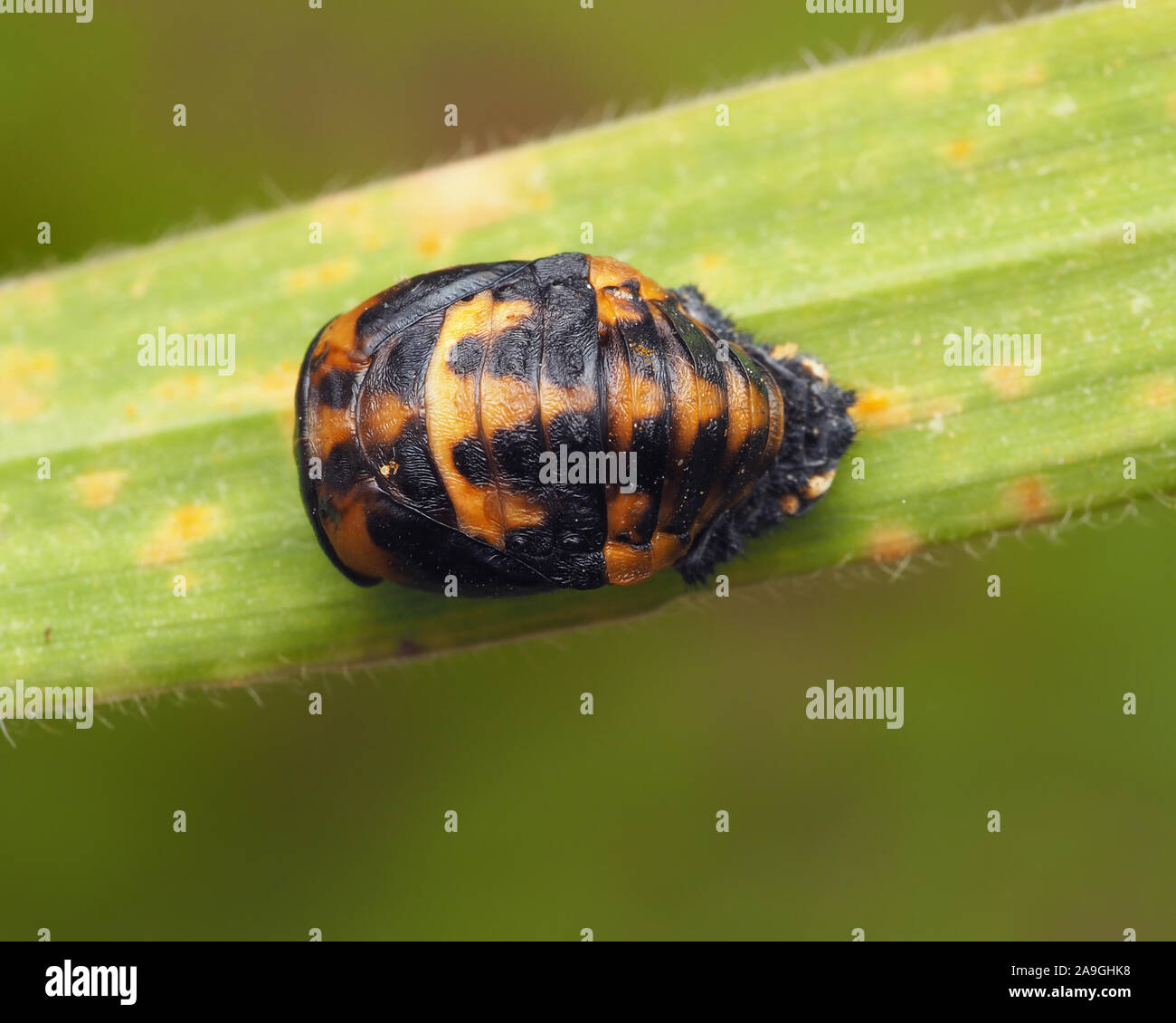 Dorsal view of 7-spot Ladybird pupa on blade of grass. Tipperary ...