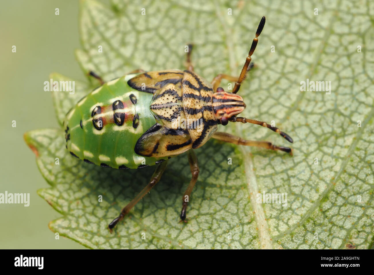 Parent Bug final instar nymph (Elasmucha grisea) at rest on birch leaf ...