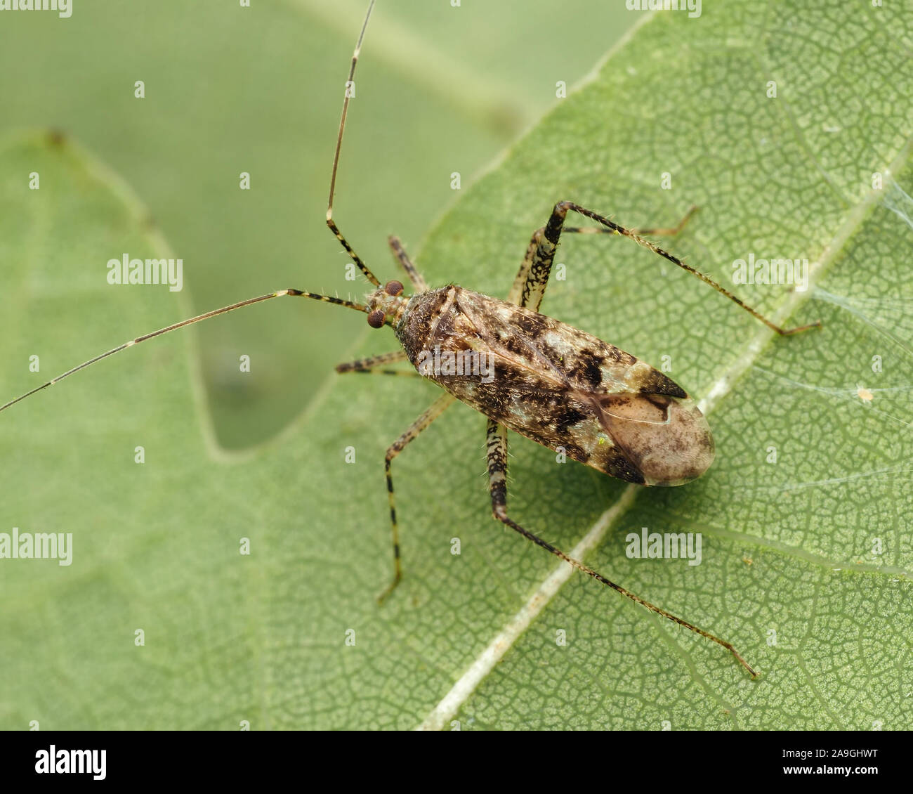 Phytocoris longipennis mirid bug resting on oak leaf hi-res stock ...