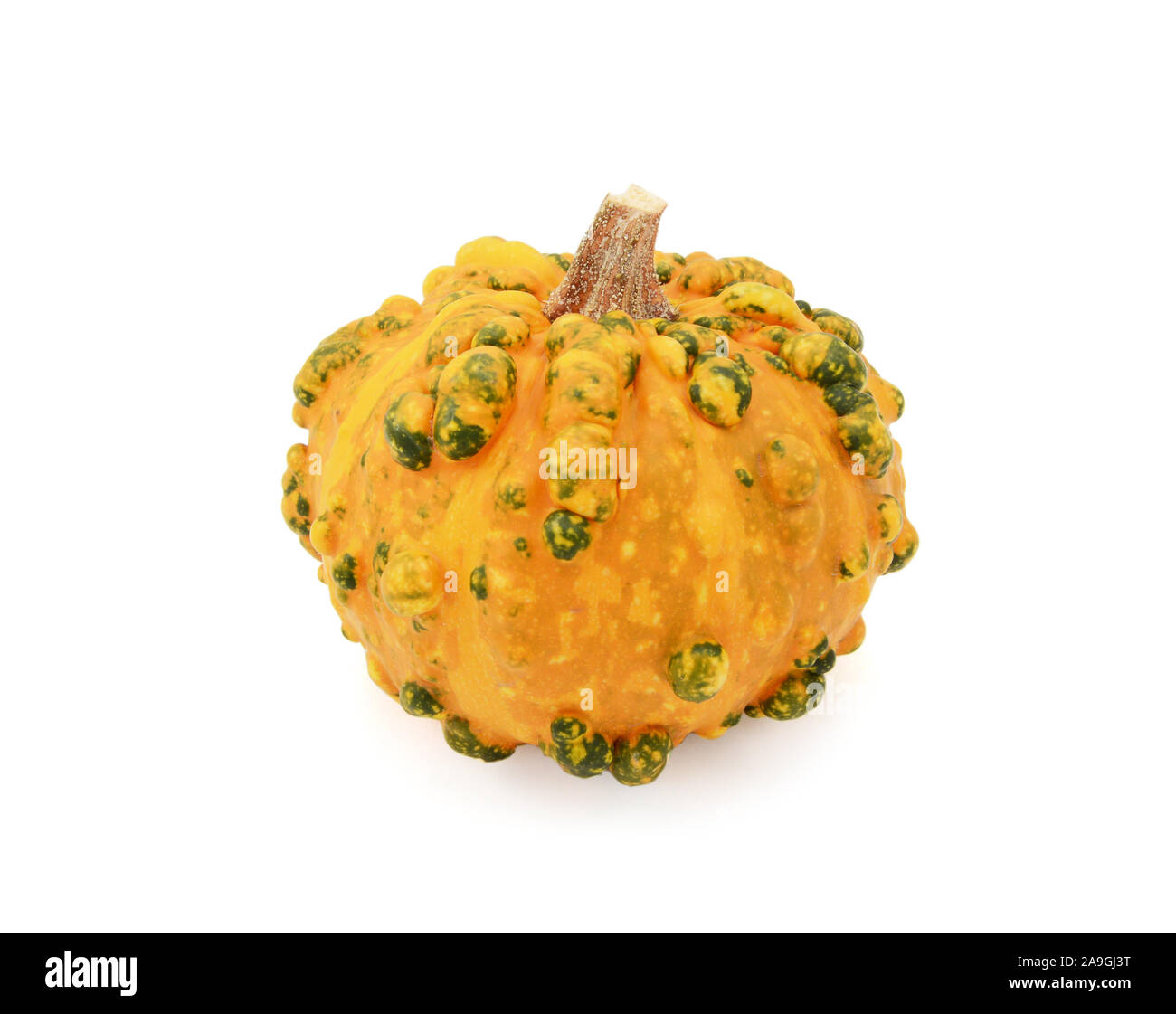 Lumpy, warted ornamental gourd with orange skin and green markings, on ...