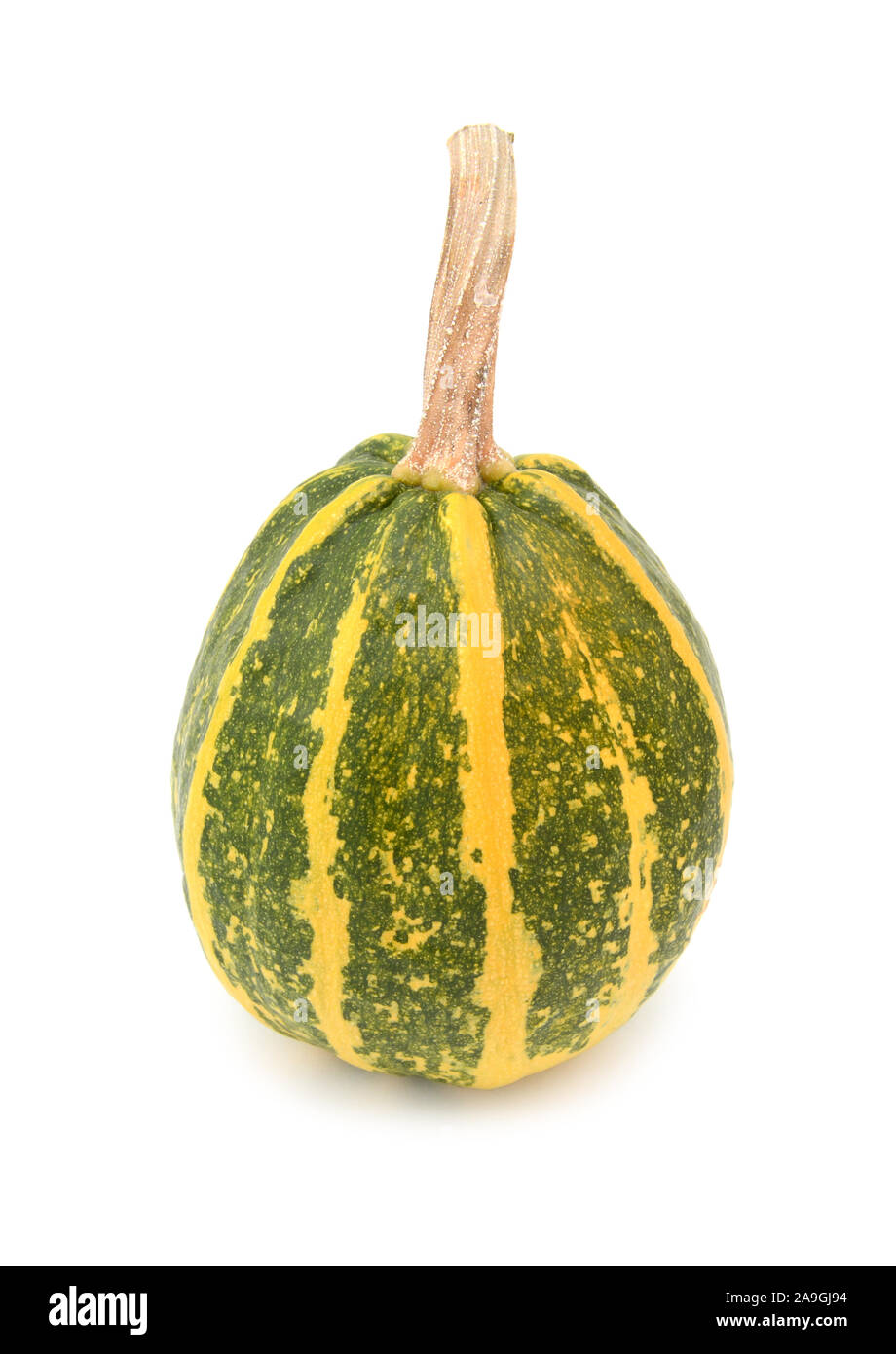 Green and yellow striped ornamental gourd for fall decoration, on a ...