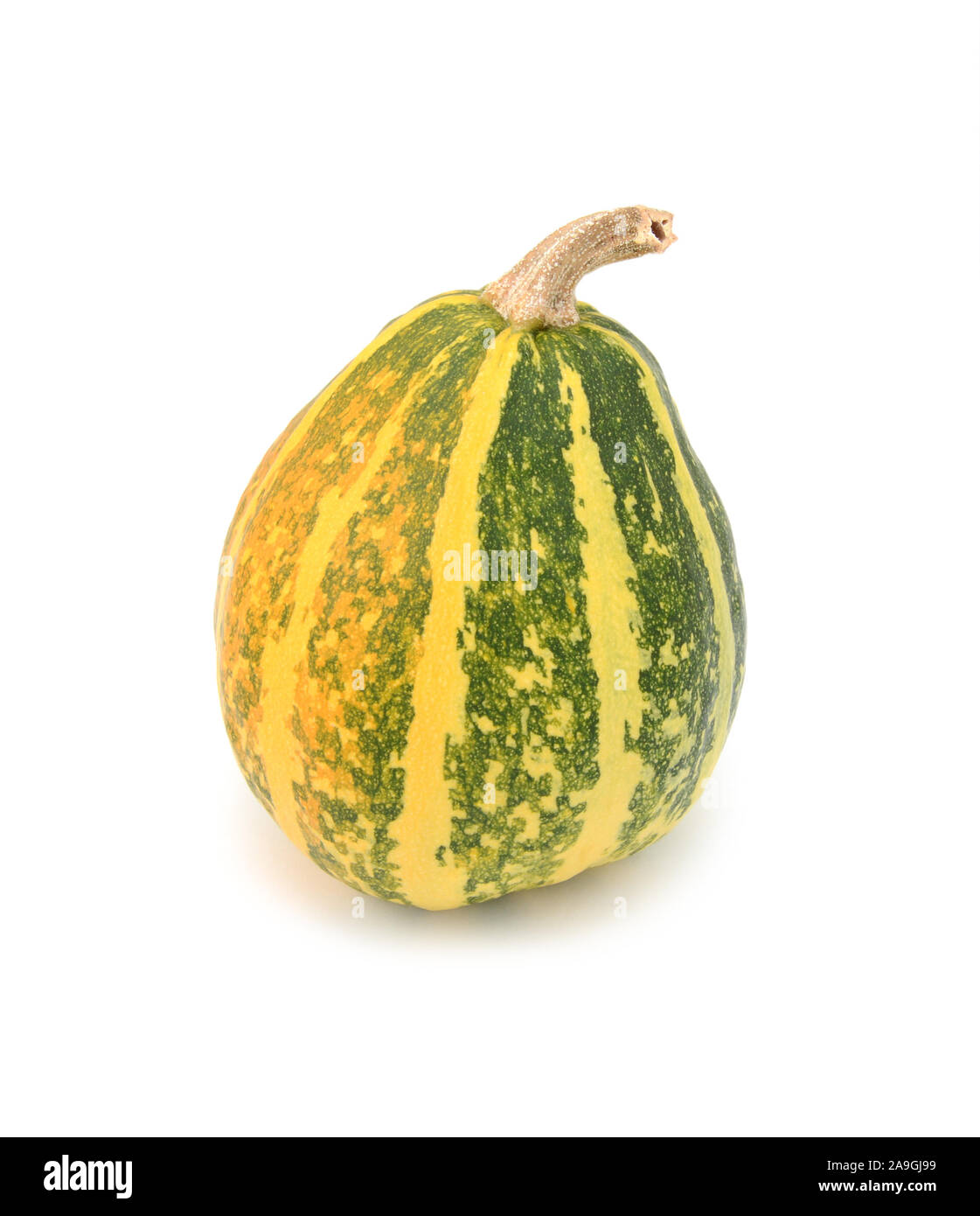 Half-ripe ornamental gourd with yellow and green stripes, changing to ...