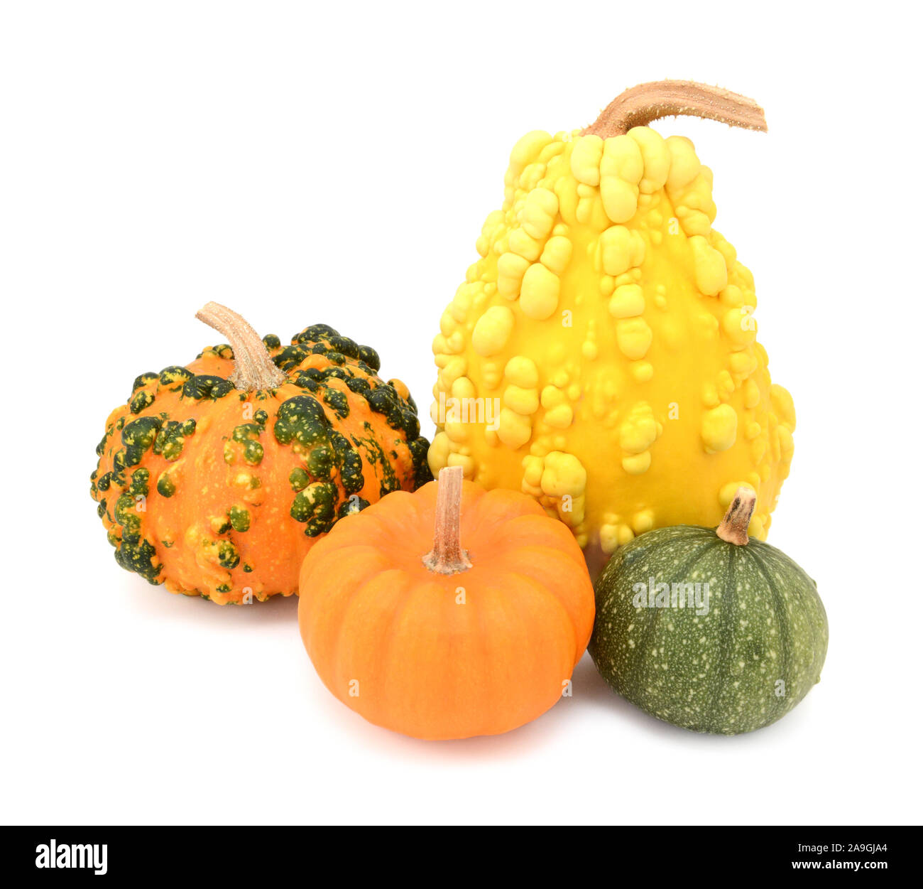 Group of five ornamental gourds with orange, yellow and green skins, on ...