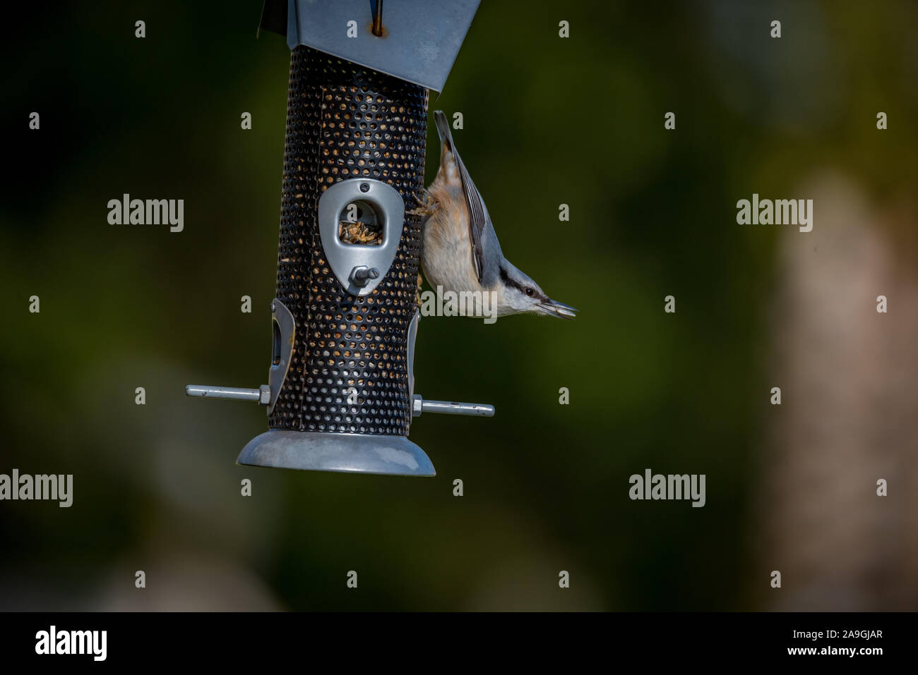 small birds eating from a bird feeder Stock Photo - Alamy