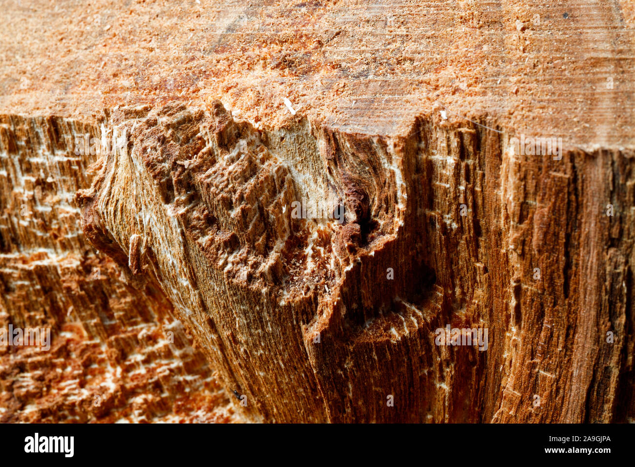 Drank an old tree. An Apple. Wood processing. Texture Stock Photo - Alamy