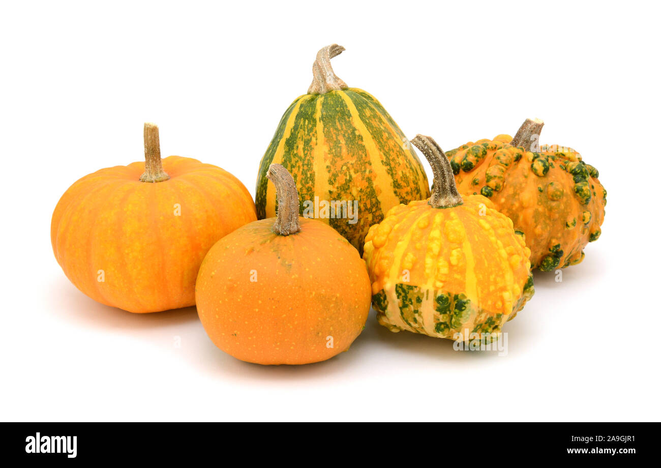 Five orange decorative gourds, with smooth and warted shapes for ...
