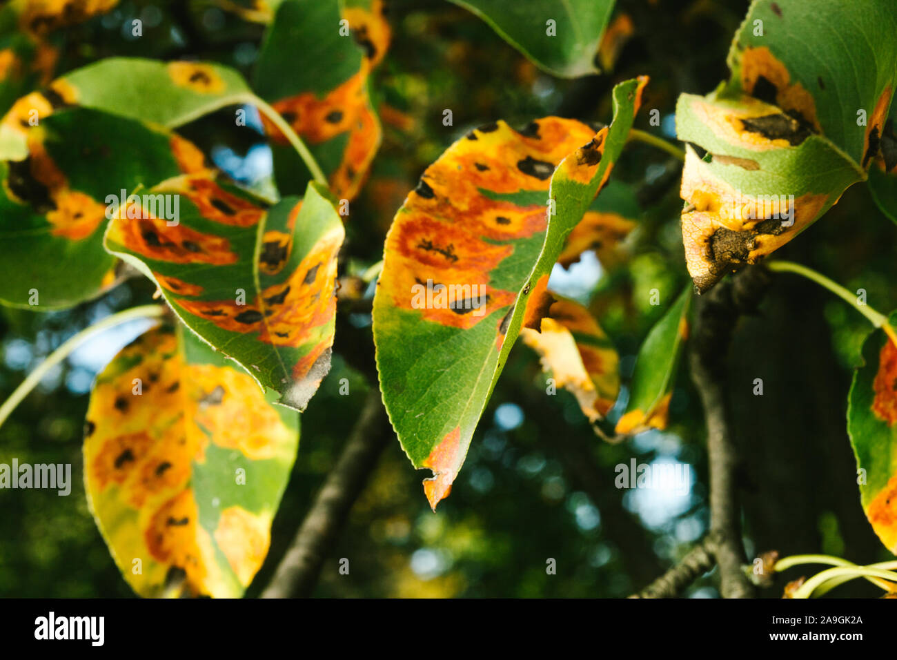 Red spots on the pear leaves. The tree is sick with a fungus Stock ...