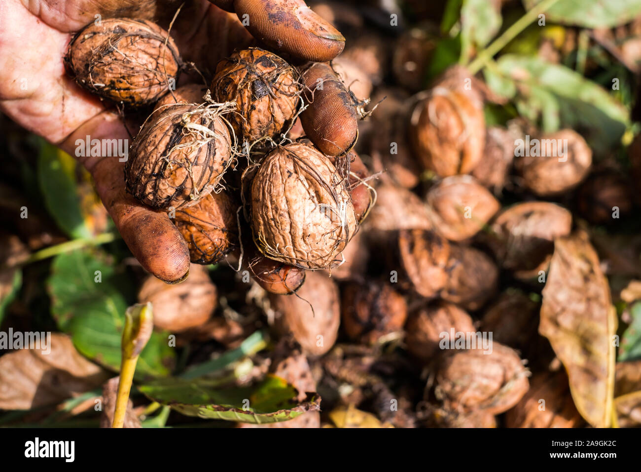 Workers hands picking nuts, colored by the peel Stock Photo - Alamy