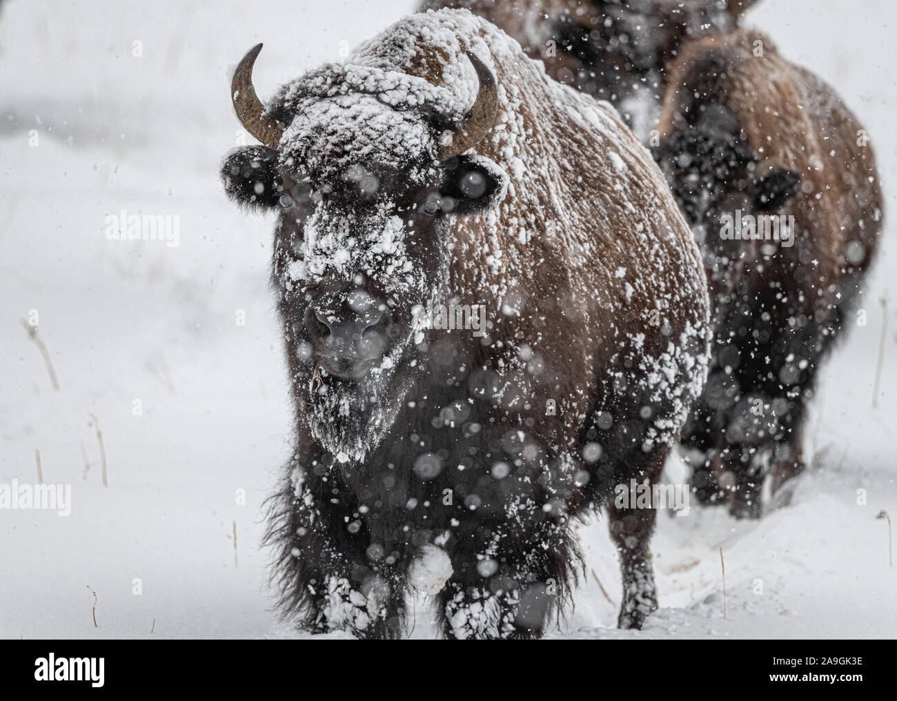 Buffalo blizzard hi-res stock photography and images - Alamy