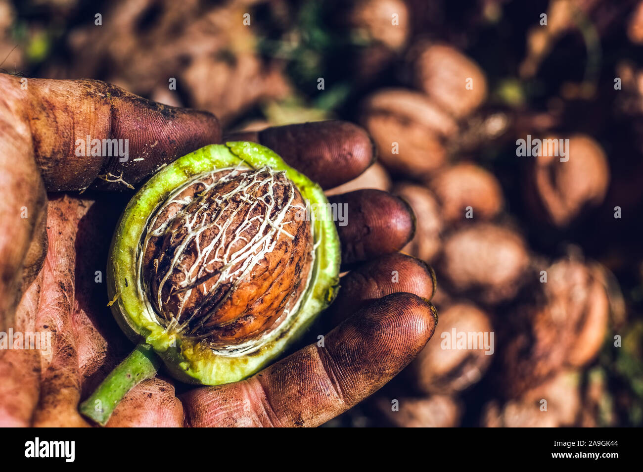 Workers hands picking nuts, colored by the peel Stock Photo - Alamy