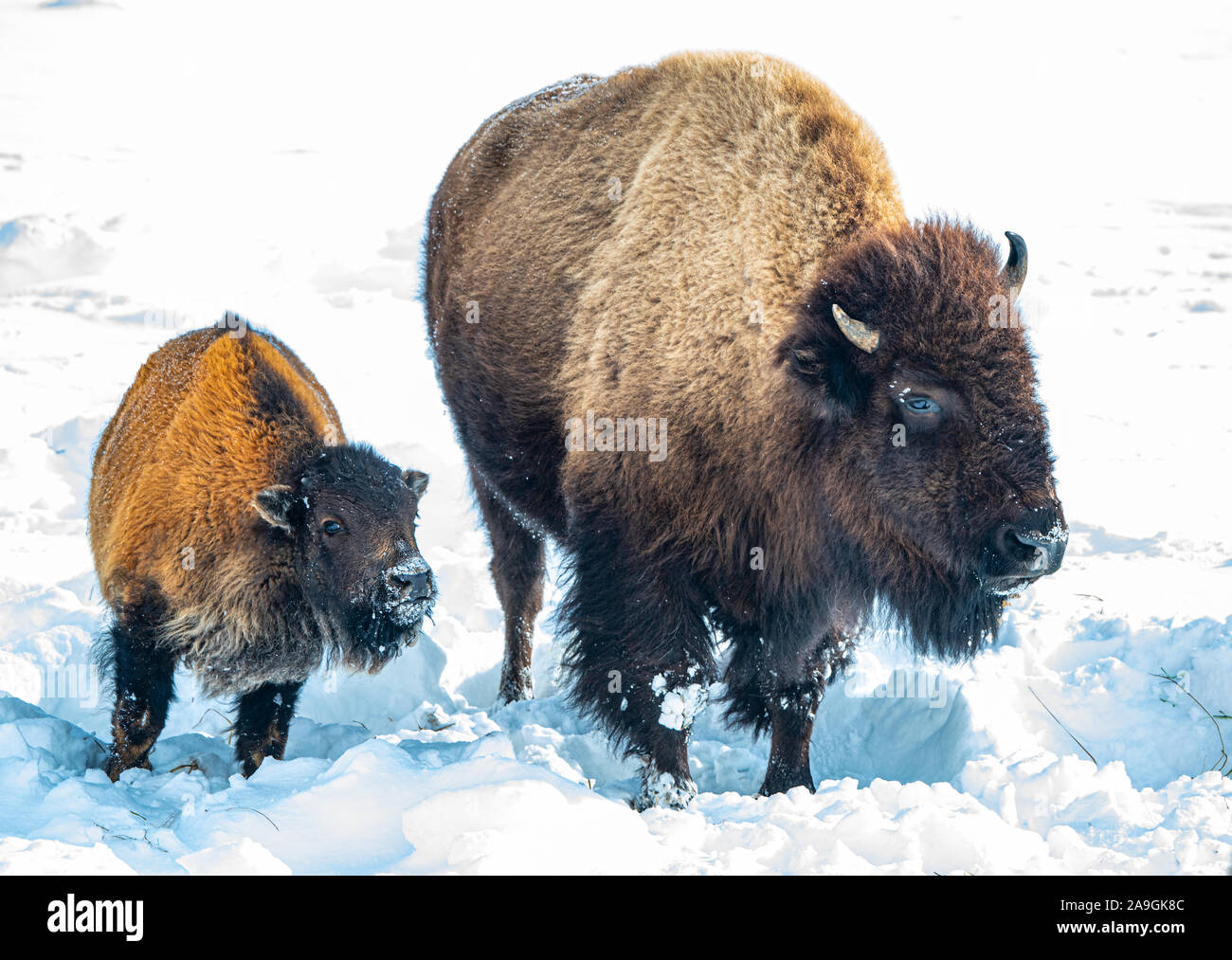 Lil red hi-res stock photography and images - Alamy