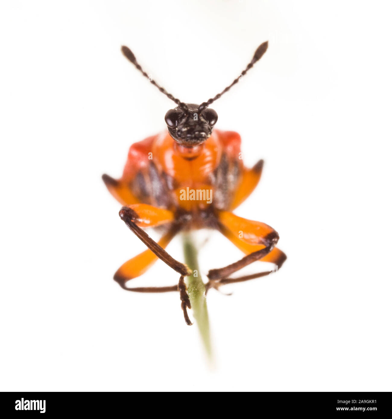 Fauna insekt hi-res stock photography and images - Alamy