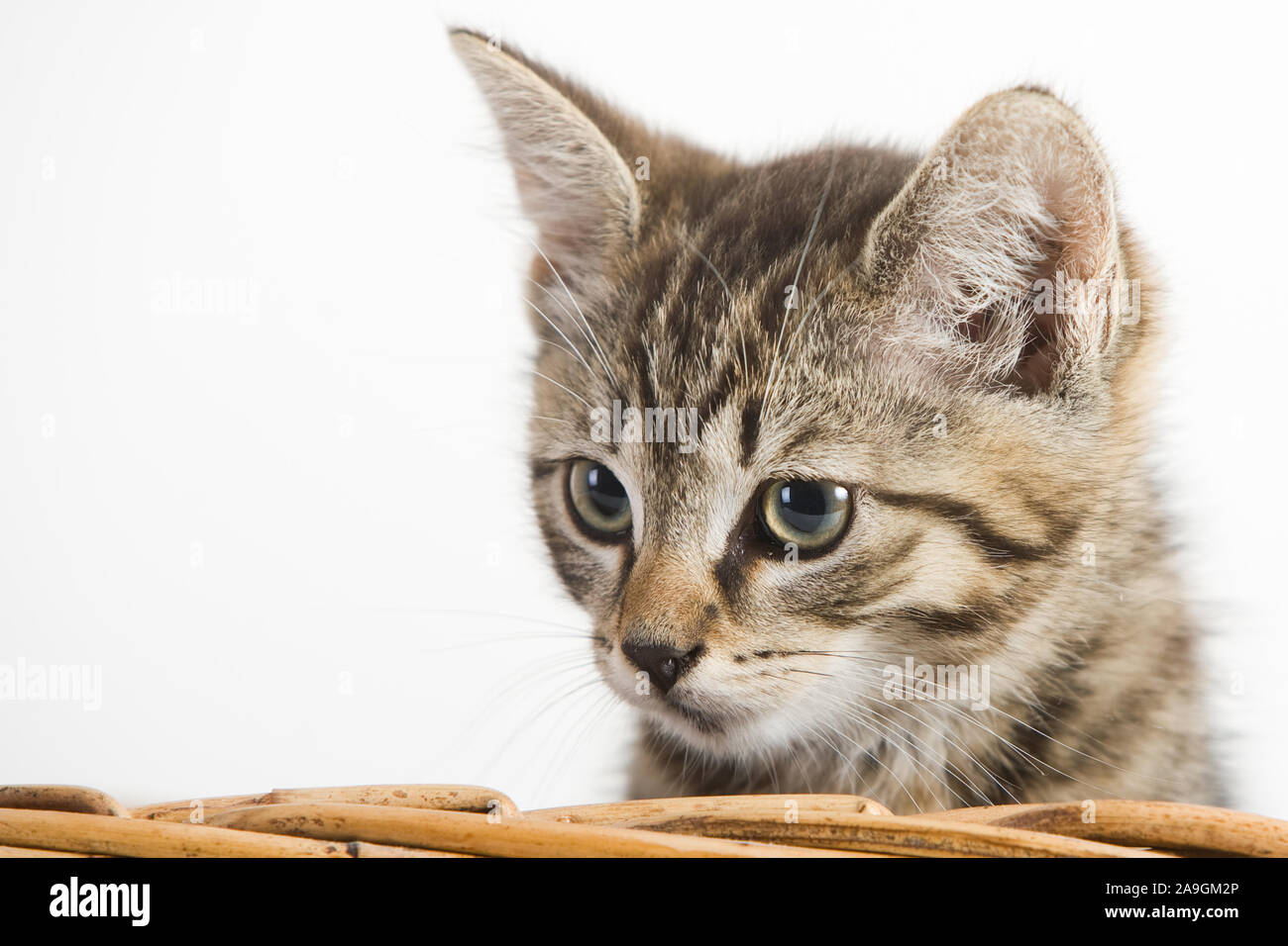 Hauskatze hauskatzen hi-res stock photography and images - Alamy