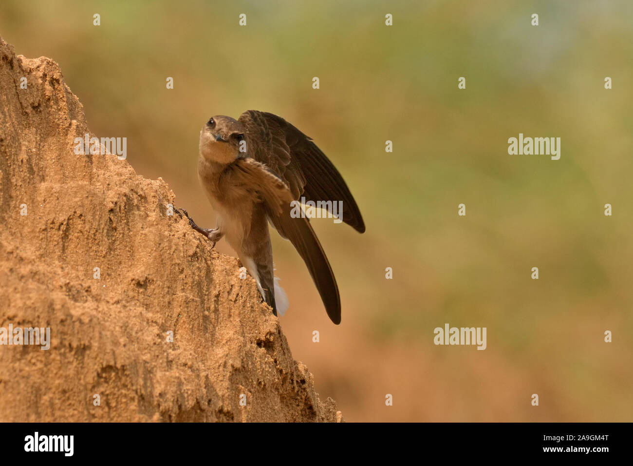 Grey-throated martin or Asian plain martin (Riparia chinensis) at ...