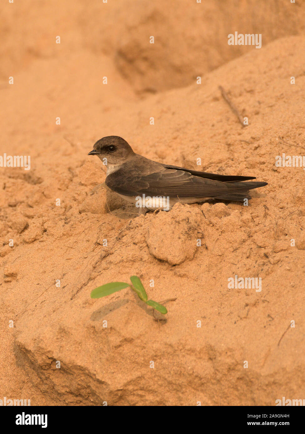 Grey-throated martin or Asian plain martin (Riparia chinensis) at ...