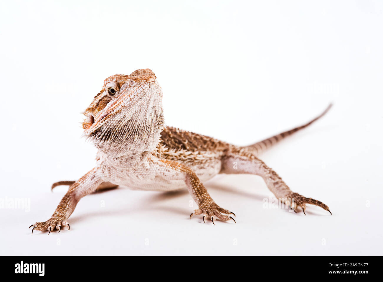 Agame bartagame hi-res stock photography and images - Alamy