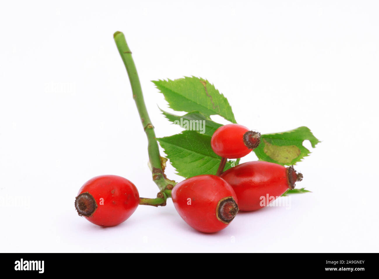 Hundsrose, Hagebutte, Rosa canina Stock Photo - Alamy