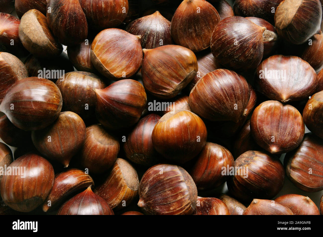Esskastanien - Edelkastanien, Castanea sativa Stock Photo - Alamy