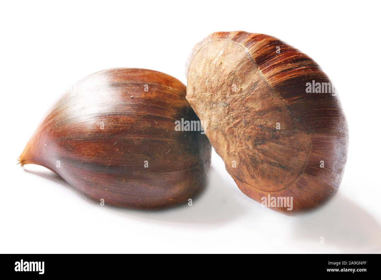 Esskastanien - Edelkastanien, Castanea sativa Stock Photo - Alamy