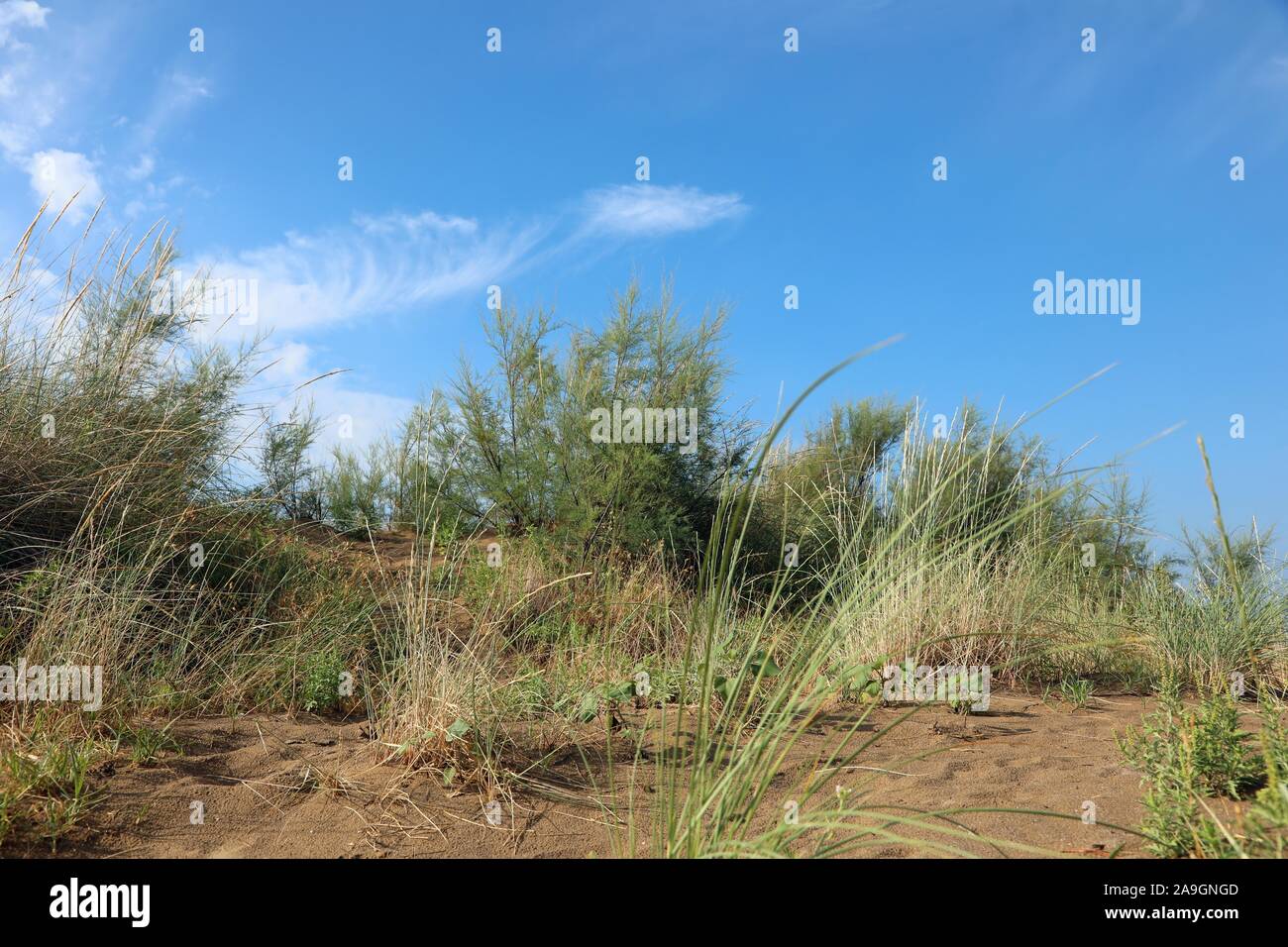 herbs and bushes of vegetation called Mediterranean scrub typical of ...