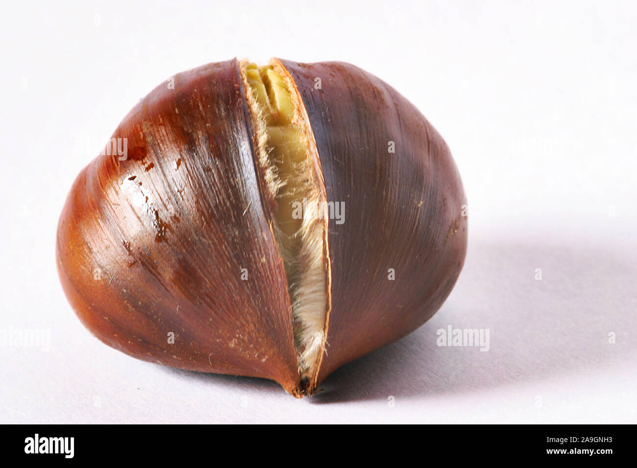 Esskastanien - Edelkastanien, Castanea sativa Stock Photo - Alamy